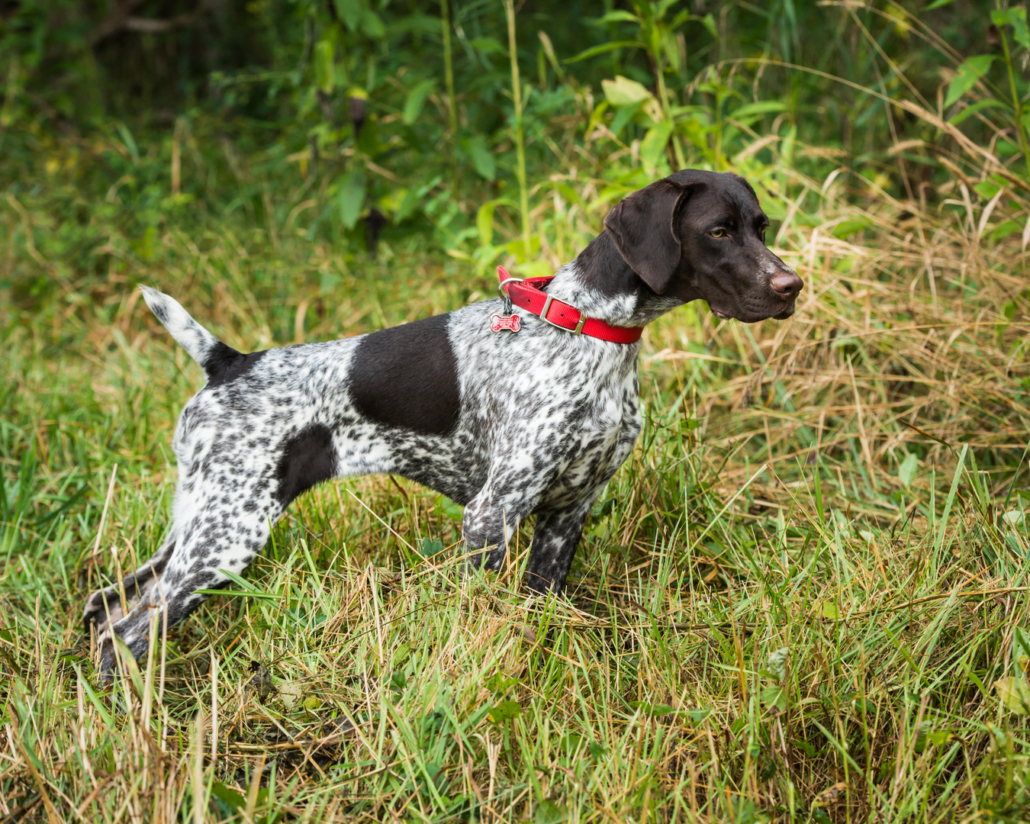 Mason Dixon German Shorthair Pointer Scentworks - April 30th - Carroll ...
